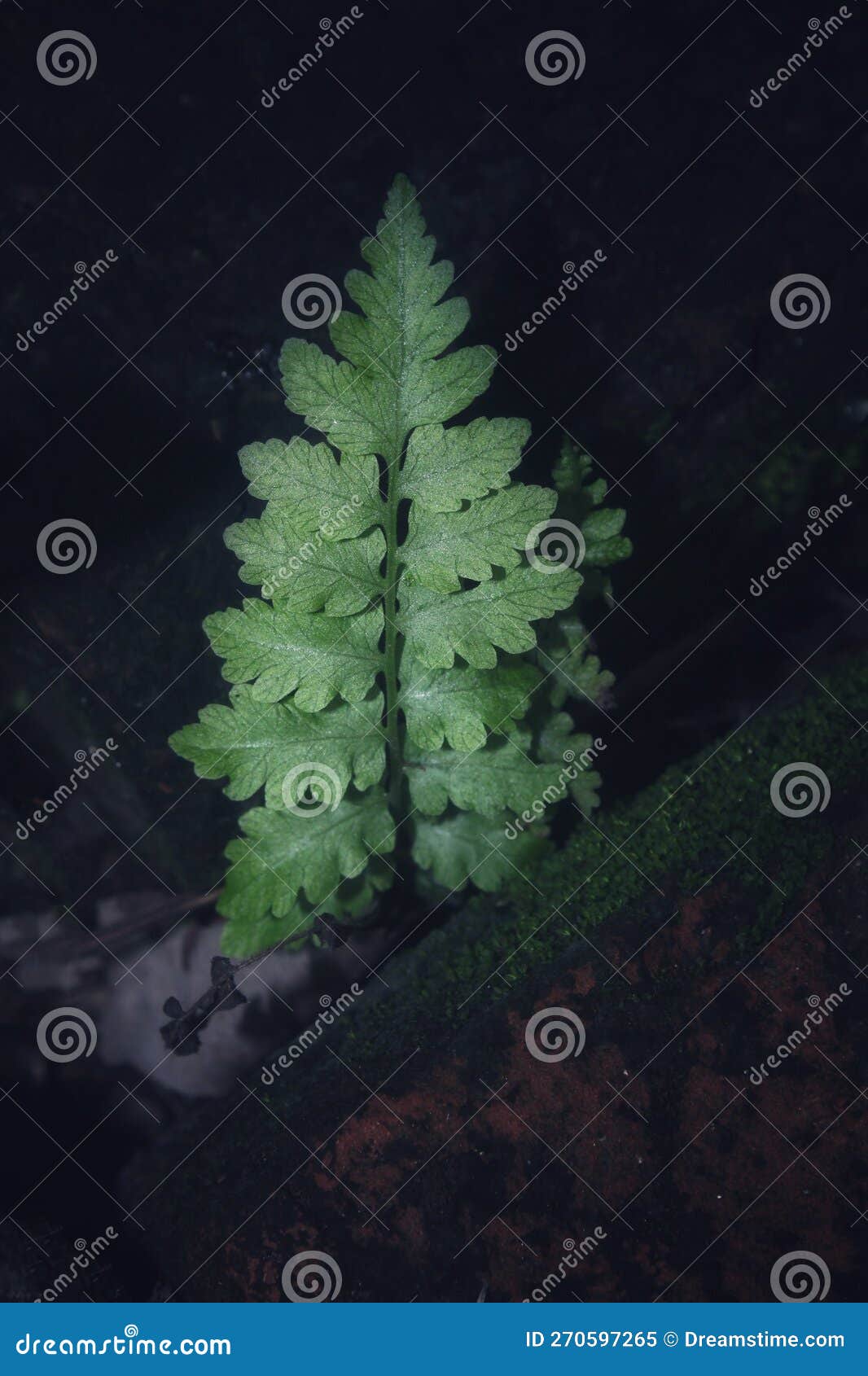 Fern single leaf stock image. Image of fern, produce - 270597265