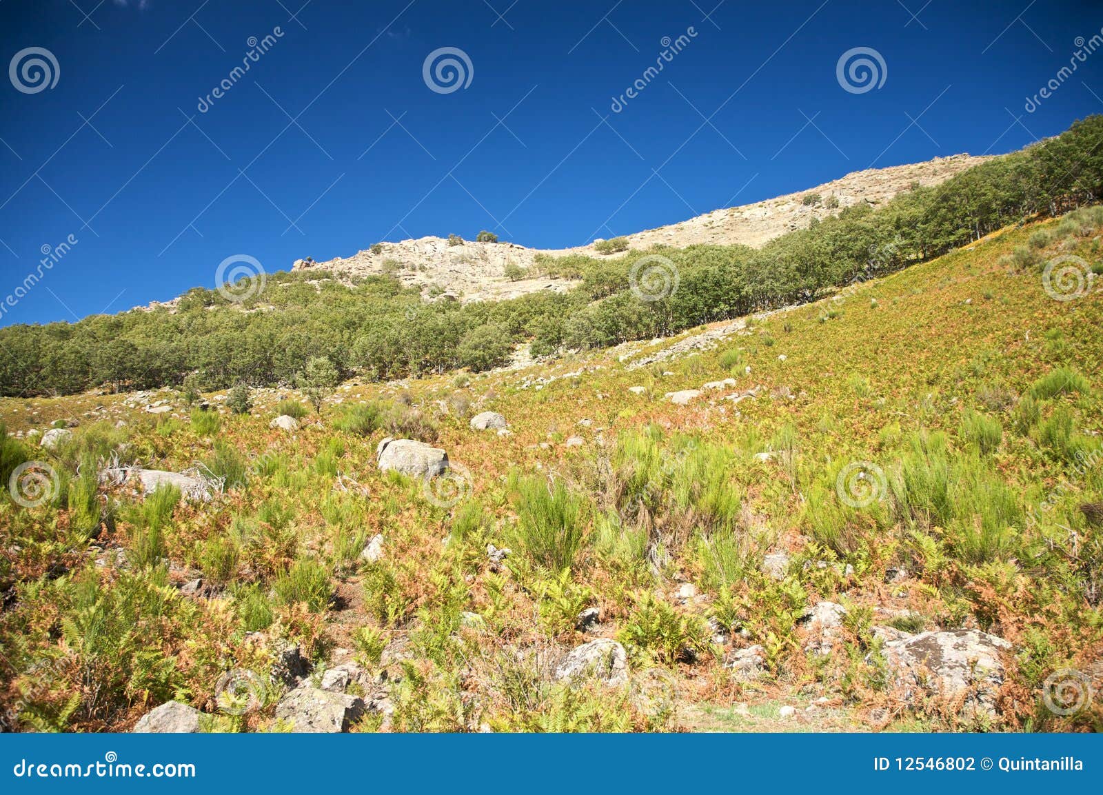 Fern slope stock photo. Image of plant, rural, tree, white - 12546802