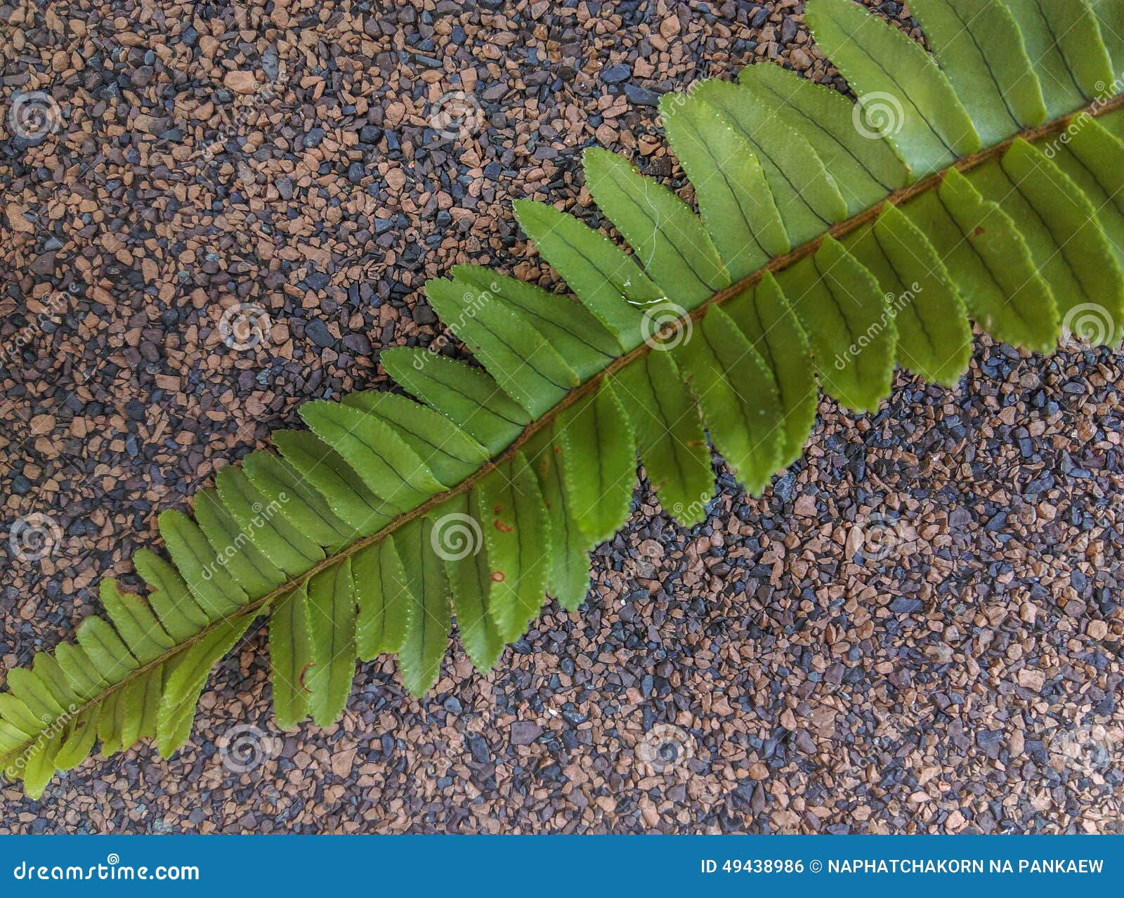 Fern on Small Rocks Backgrounds Stock Photo - Image of rocks, piece ...