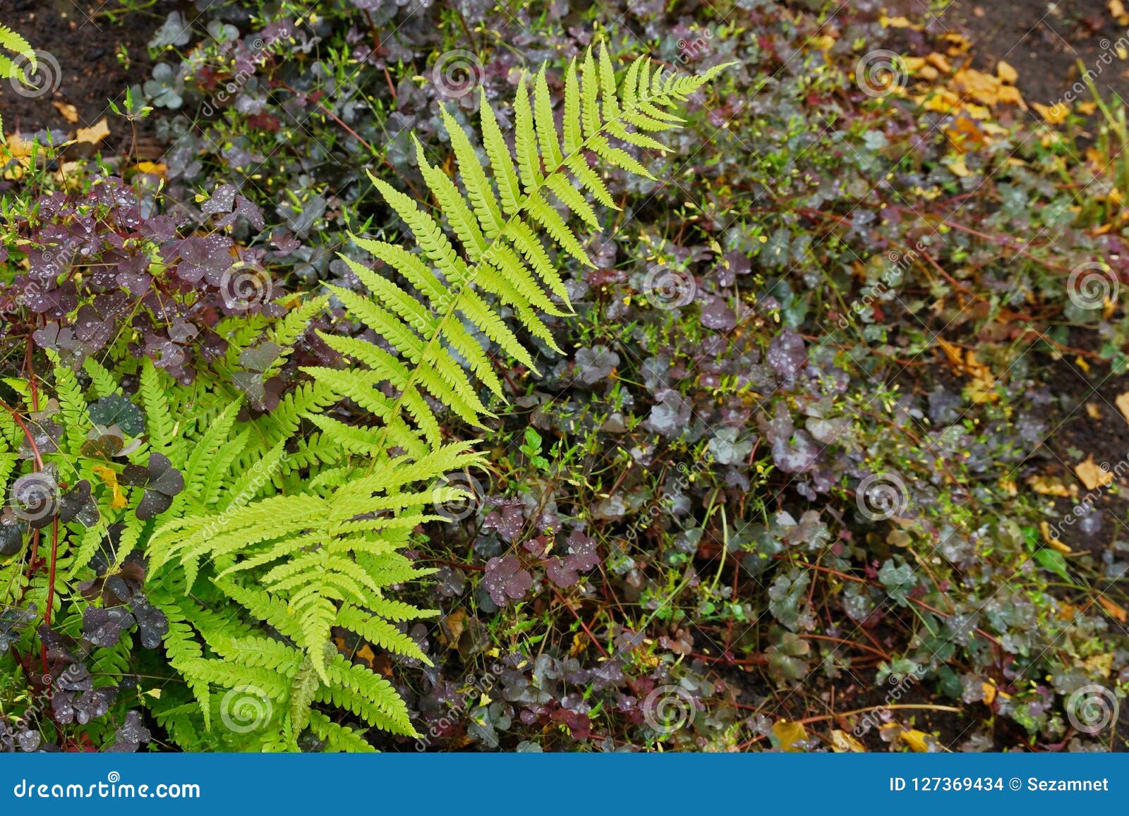 Fern, Sour Hare Cabbage Autumn Carpet of Leaves Raindrops. Brown Green ...