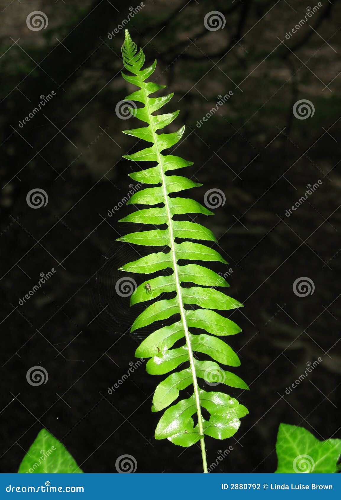 Fern, spider stock photo. Image of frond, woodlands, woods - 2880792