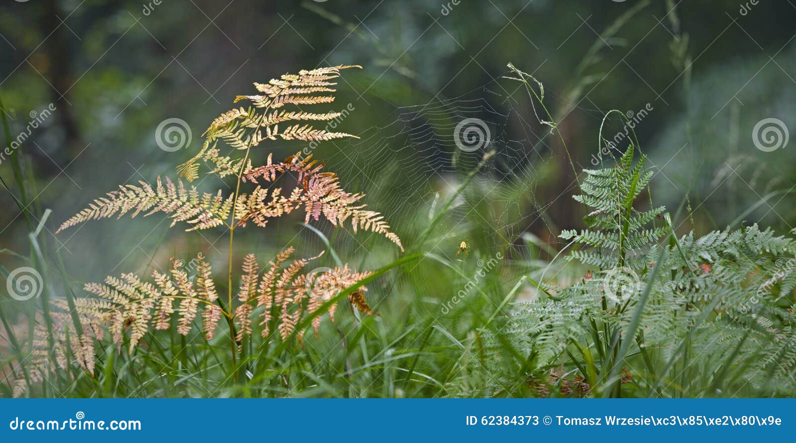 Fern and spider web stock image. Image of nature, insect - 62384373