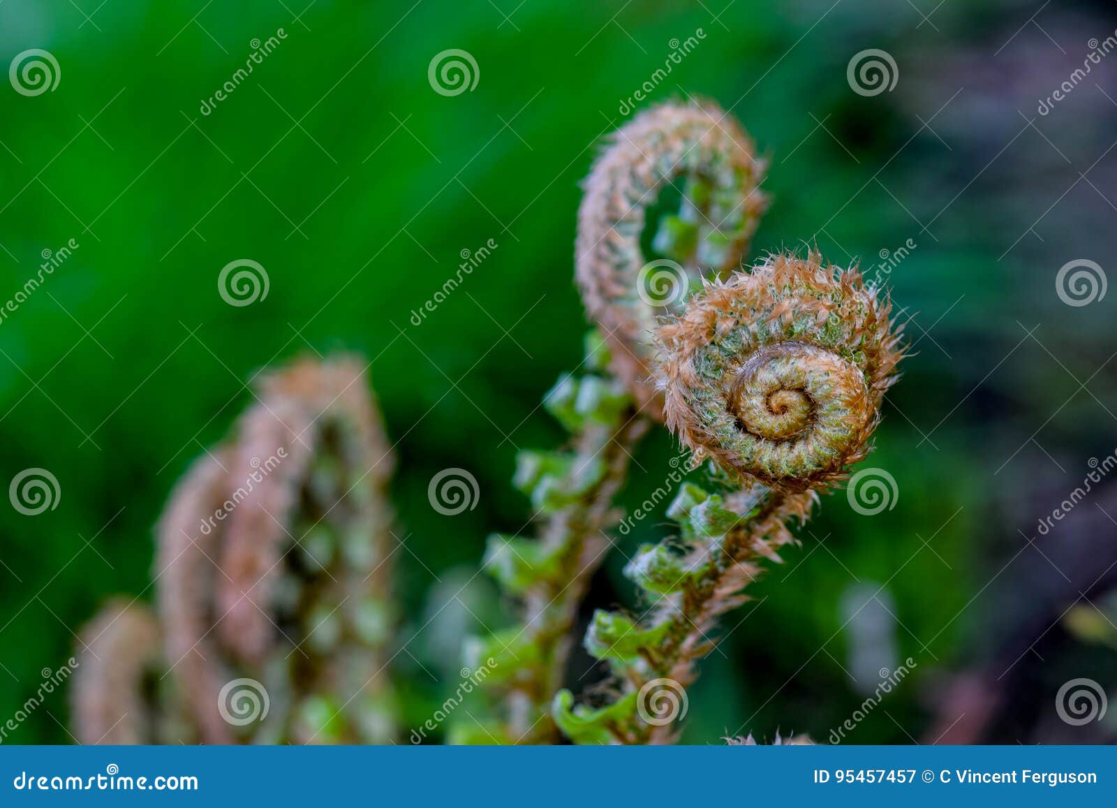Fern Spiral Shape Stock Photo | CartoonDealer.com #121129116