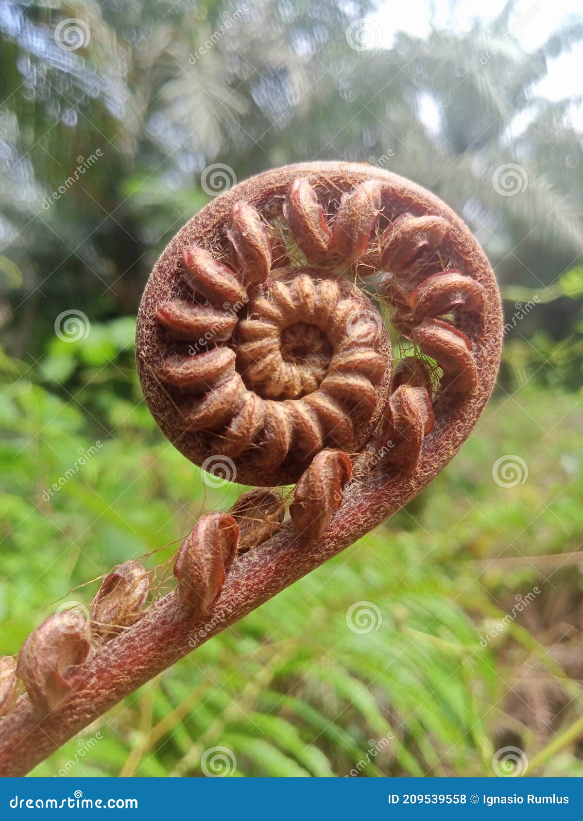 Fern Spiral Shape Stock Photo | CartoonDealer.com #121129116