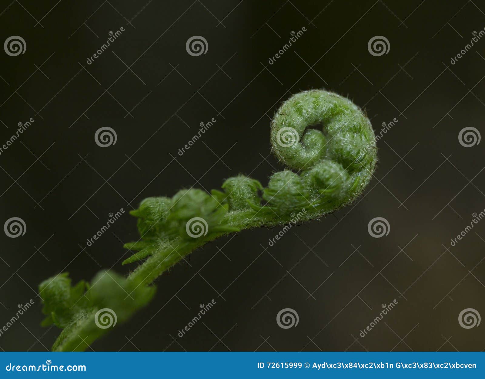 Fern spiral stock image. Image of green, fern, pattern - 72615999