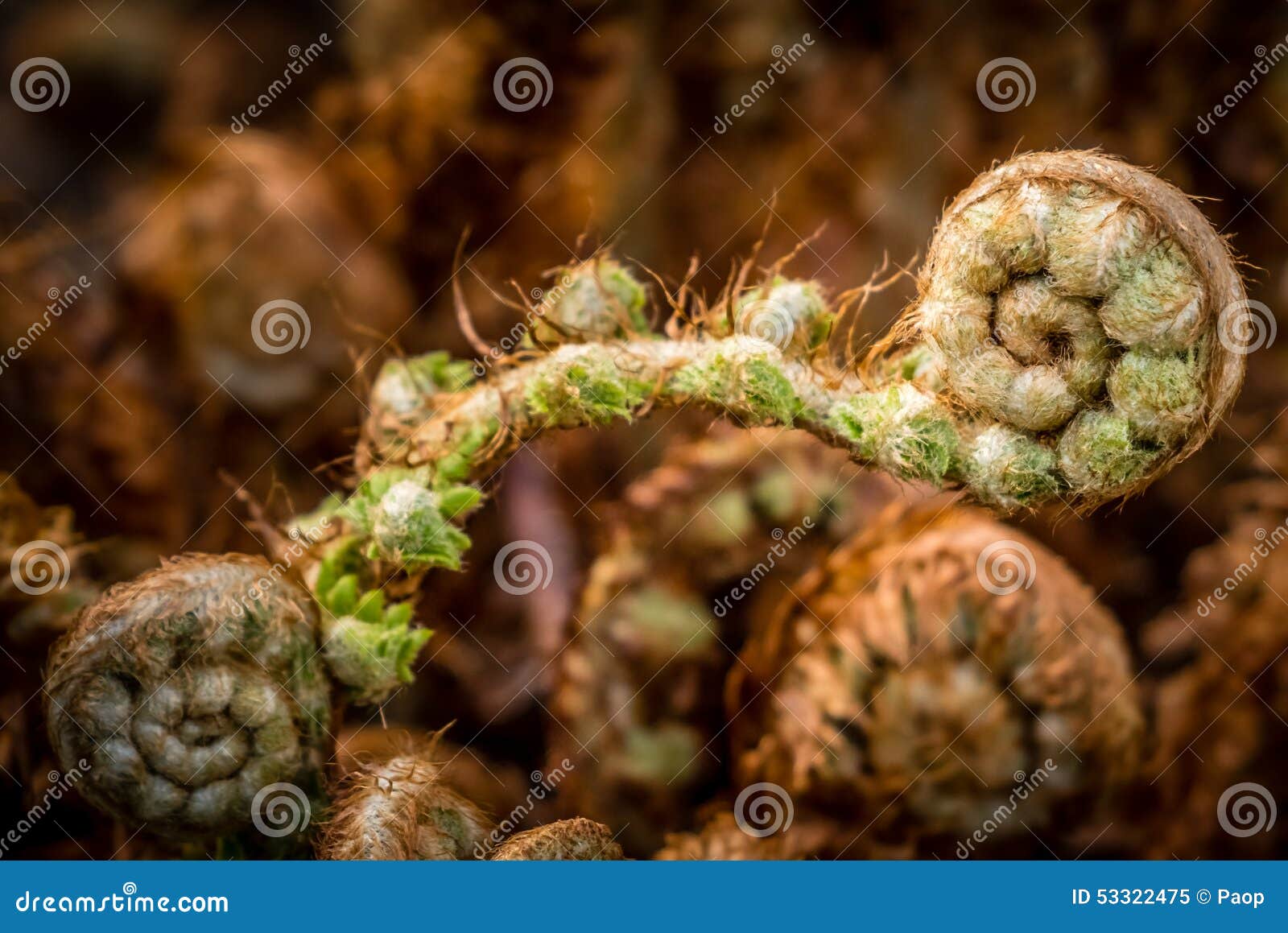 Fern spiral stock image. Image of leaf, curly, environment - 53322475