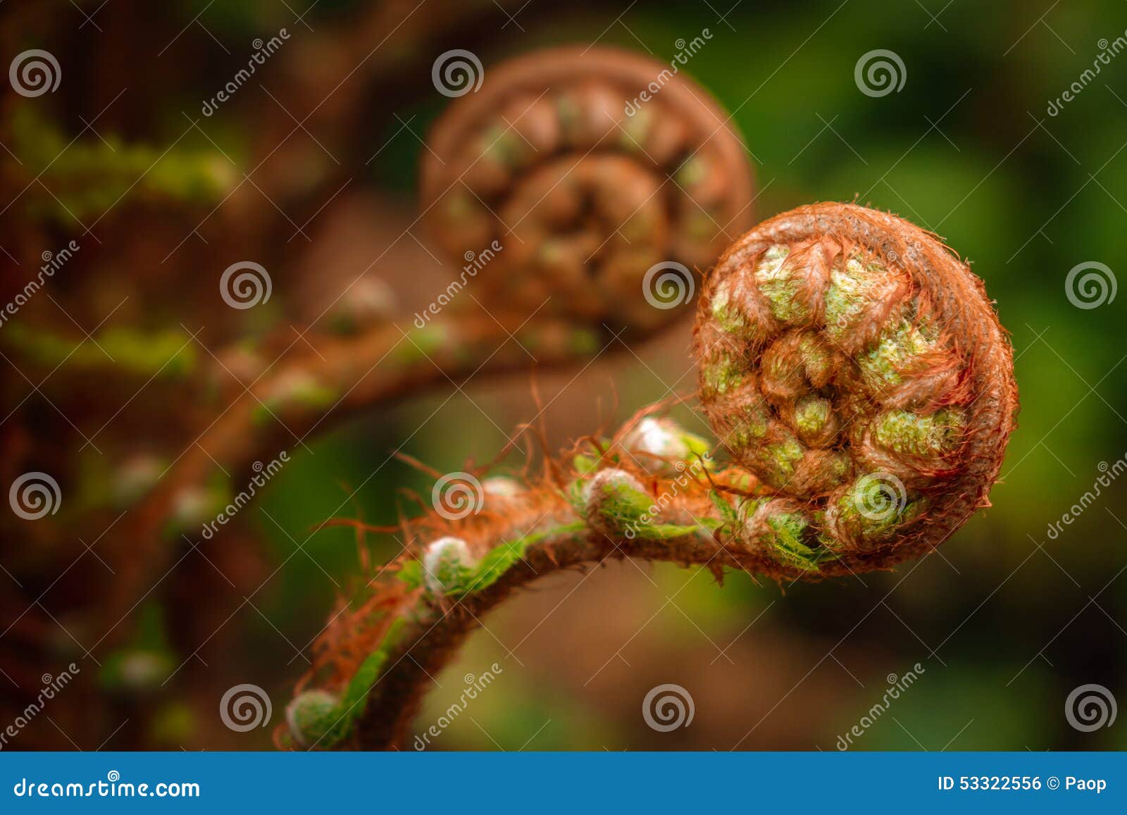 Unfolding Of Spiral Leaf Young Green Cycas, Palm Tree, Natural Pattern ...