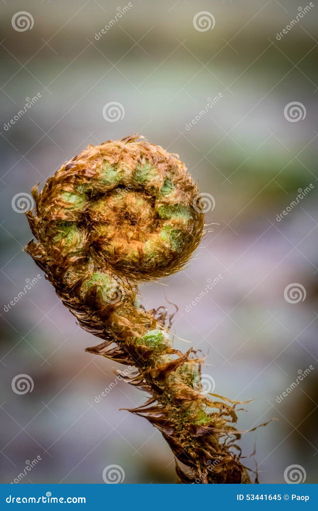 Fern spiral stock image. Image of graceful, curve, frond - 53441645