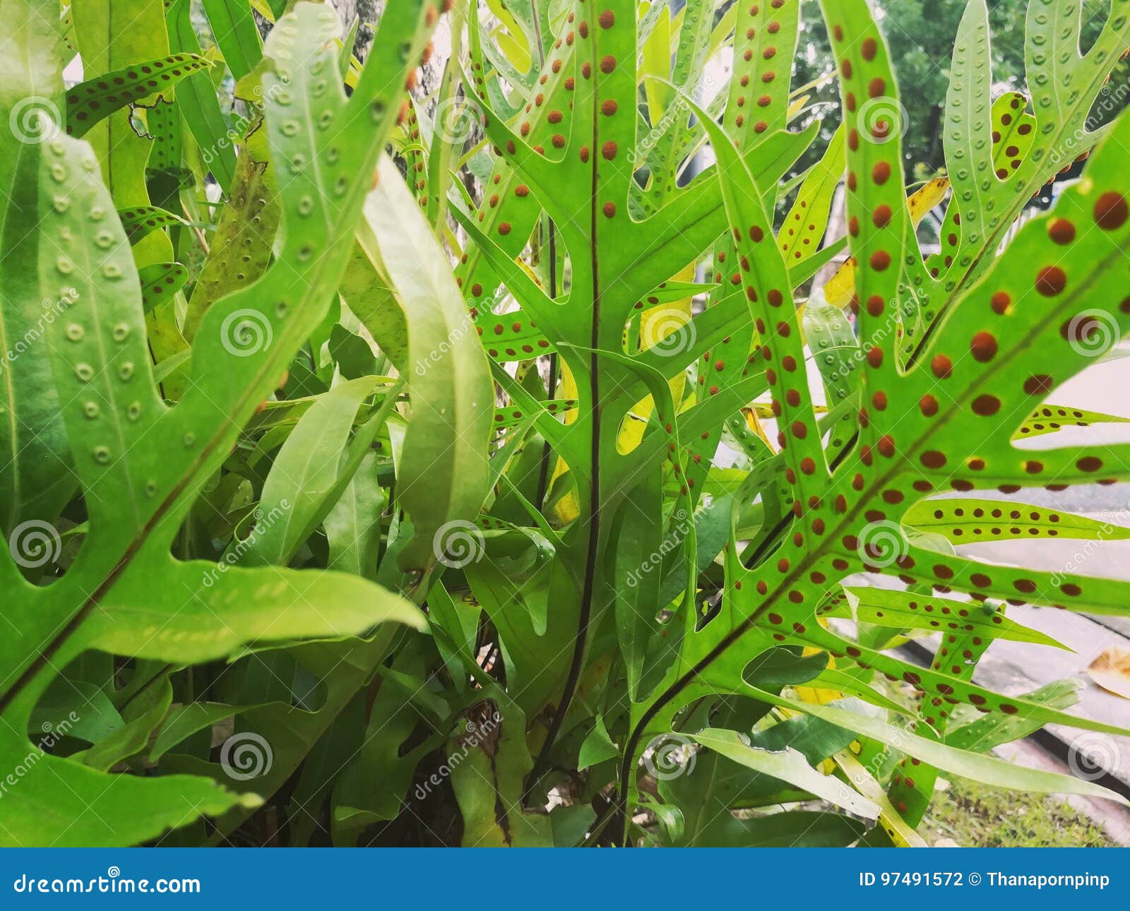 Fern spore. stock photo. Image of freshness, natural - 97491572
