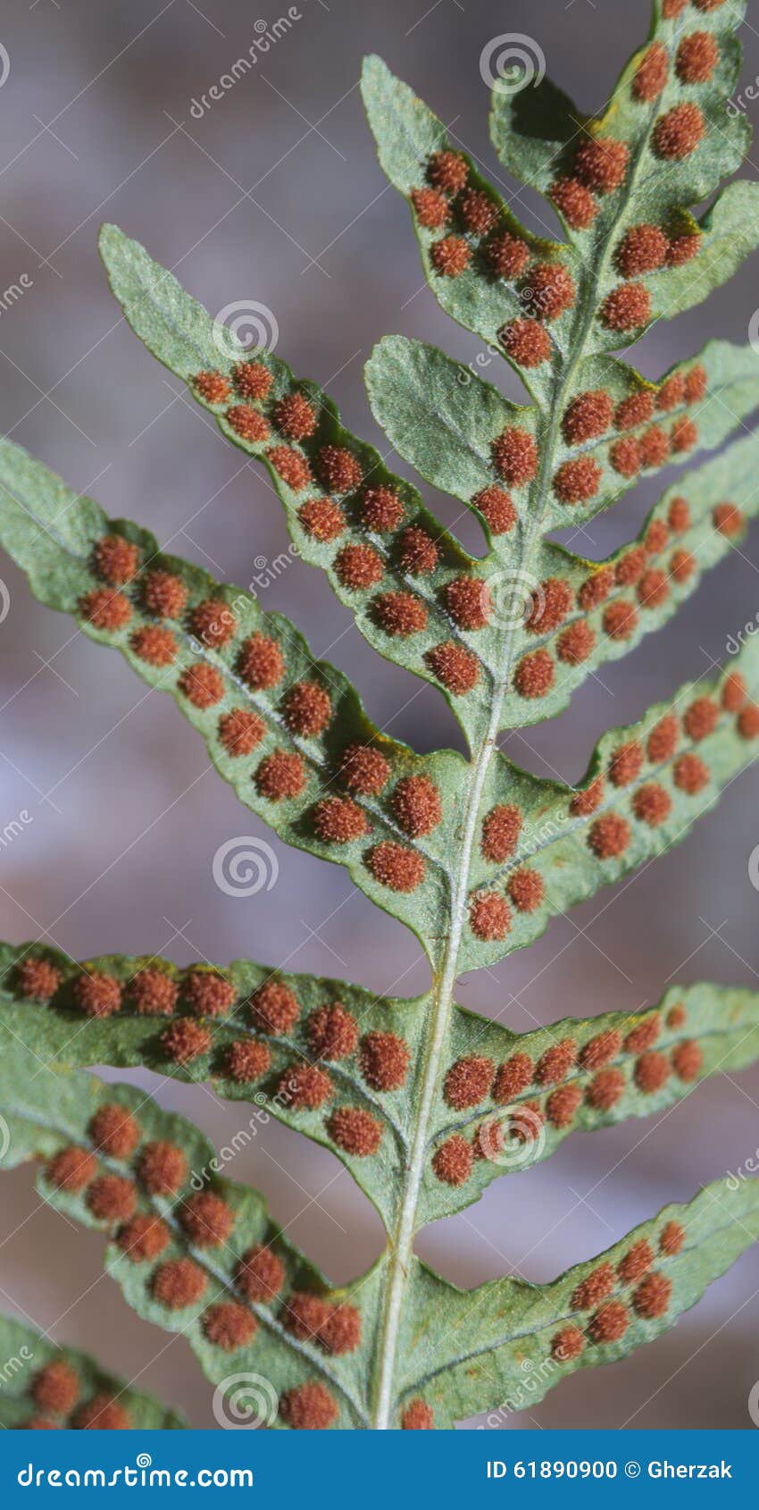 Fern and Spore stock photo. Image of botanical, diagonal - 61890900