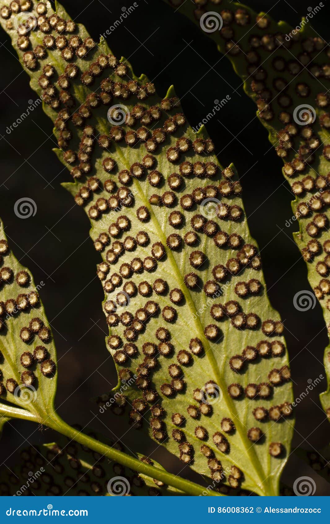 Fern spores on leaf. stock photo. Image of detail, seed - 86008362