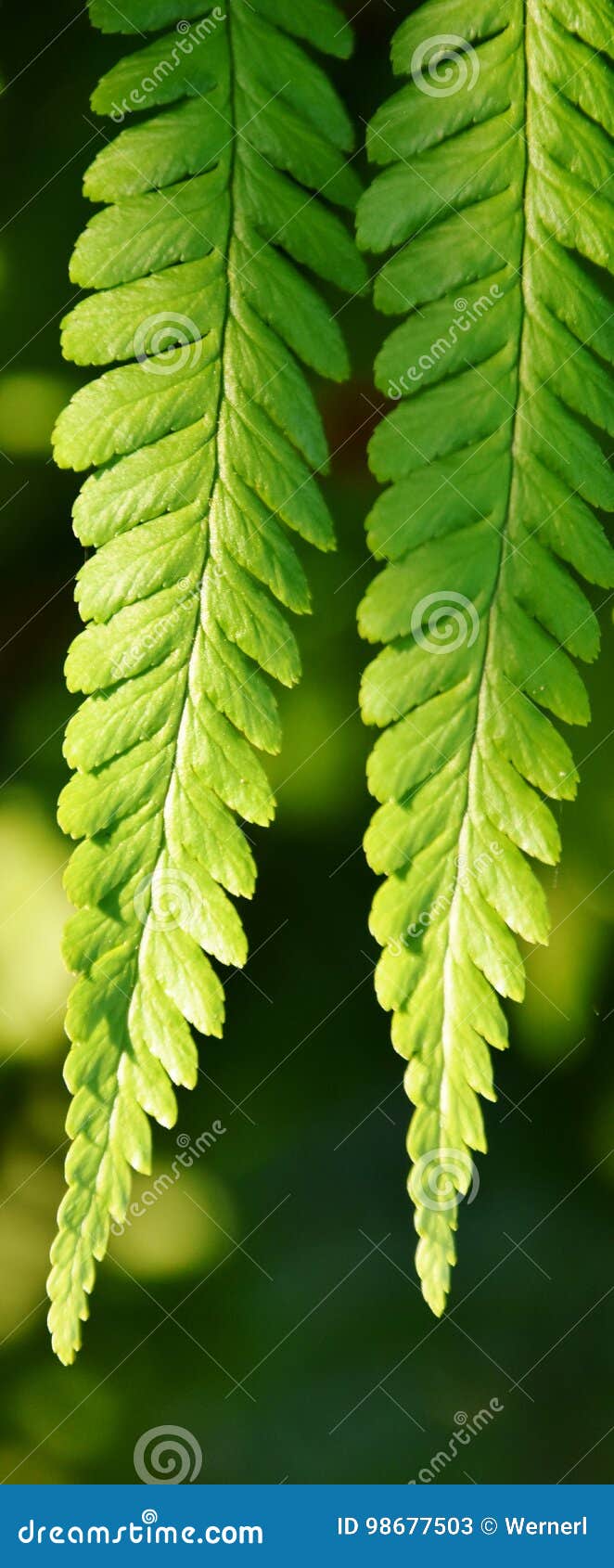 Fern in Spring sunlight stock image. Image of fresh, plant - 98677503