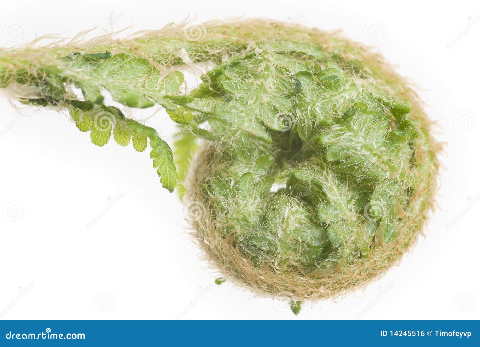 Fern sprout stock photo. Image of close, isolated, leaf - 14245516