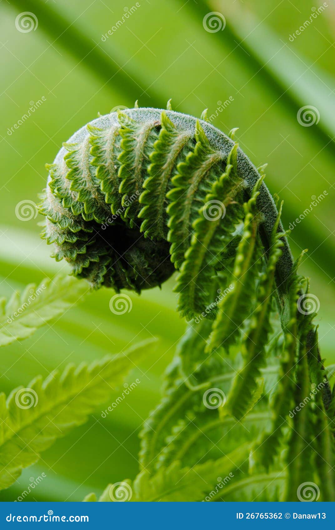 Fern sprout stock photo. Image of beautiful, spring, fiddlehead - 26765362