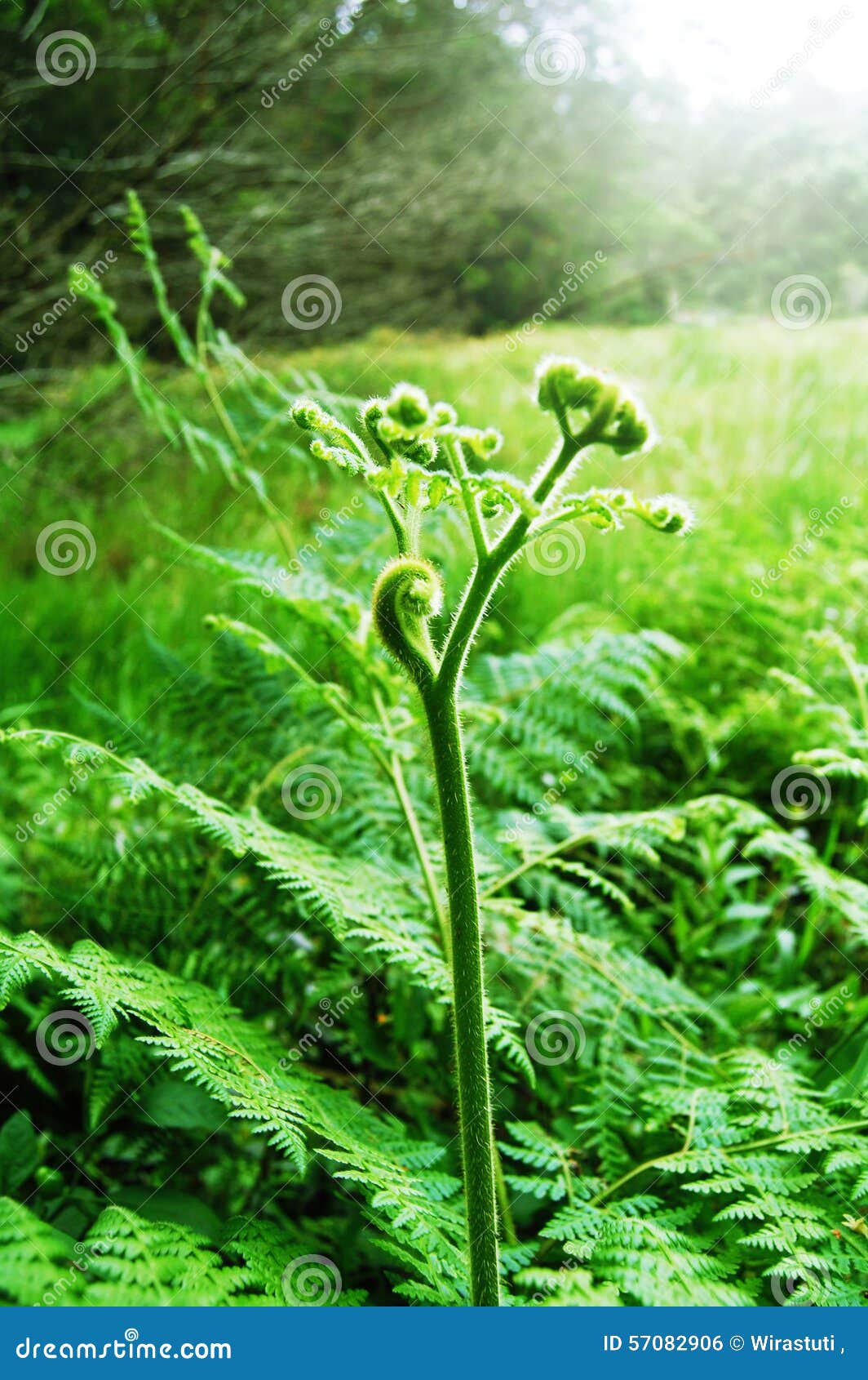 Fern Sprout in a Green Tropical Forest Java, Indonesia Stock Photo ...