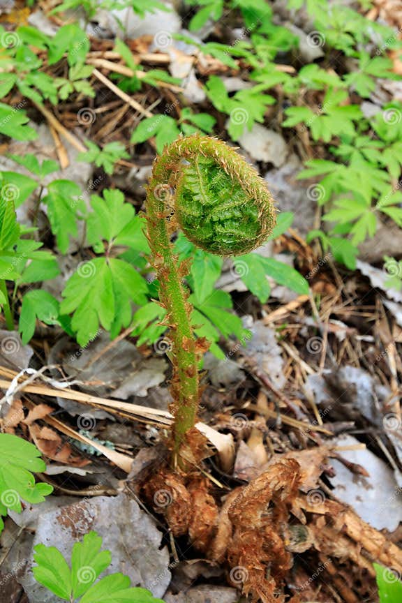 Fern sprout stock image. Image of environment, mountain - 92412757