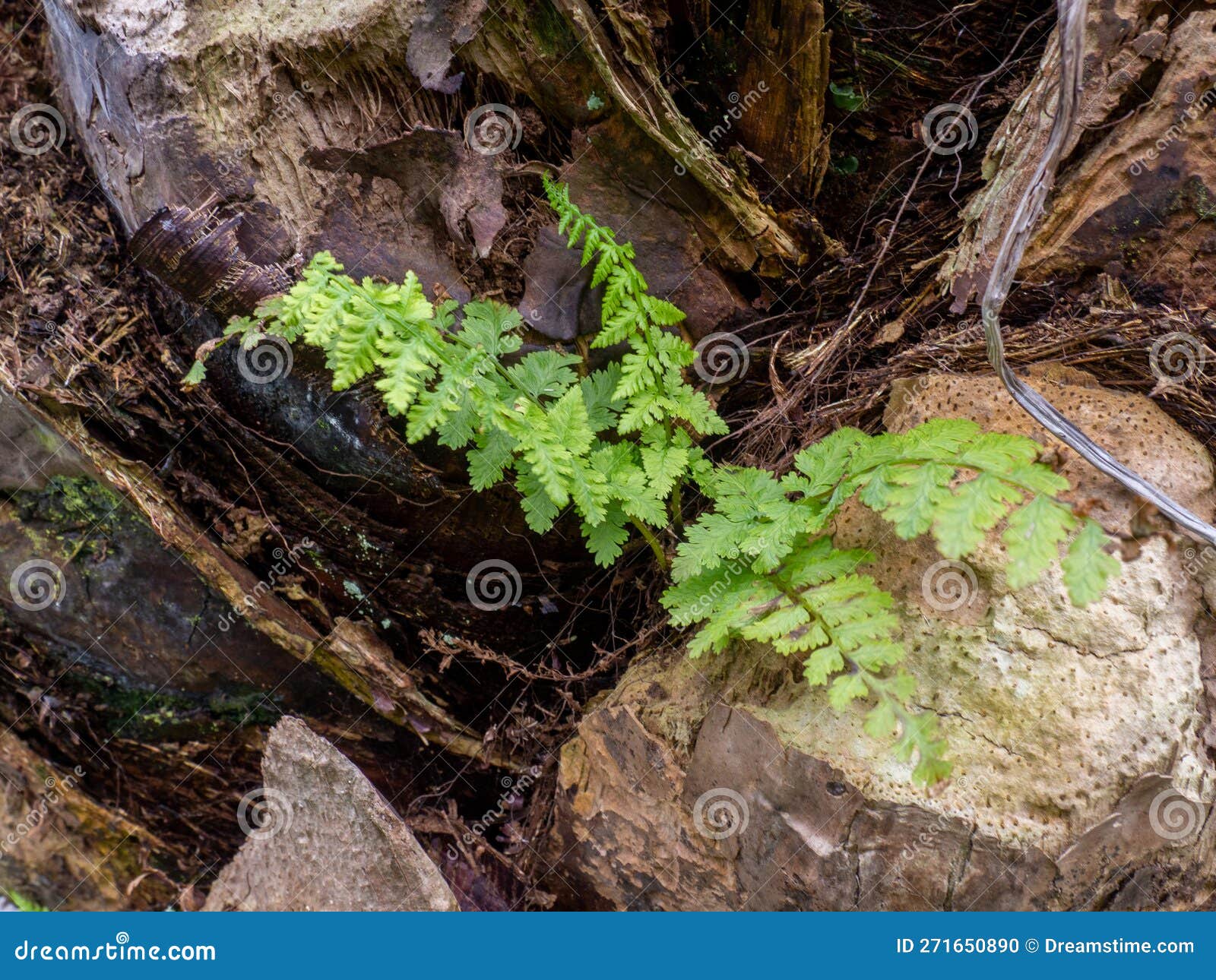 Fern Sprout in the Trunk. the Bark and Trunk of the Tree are Rotten ...