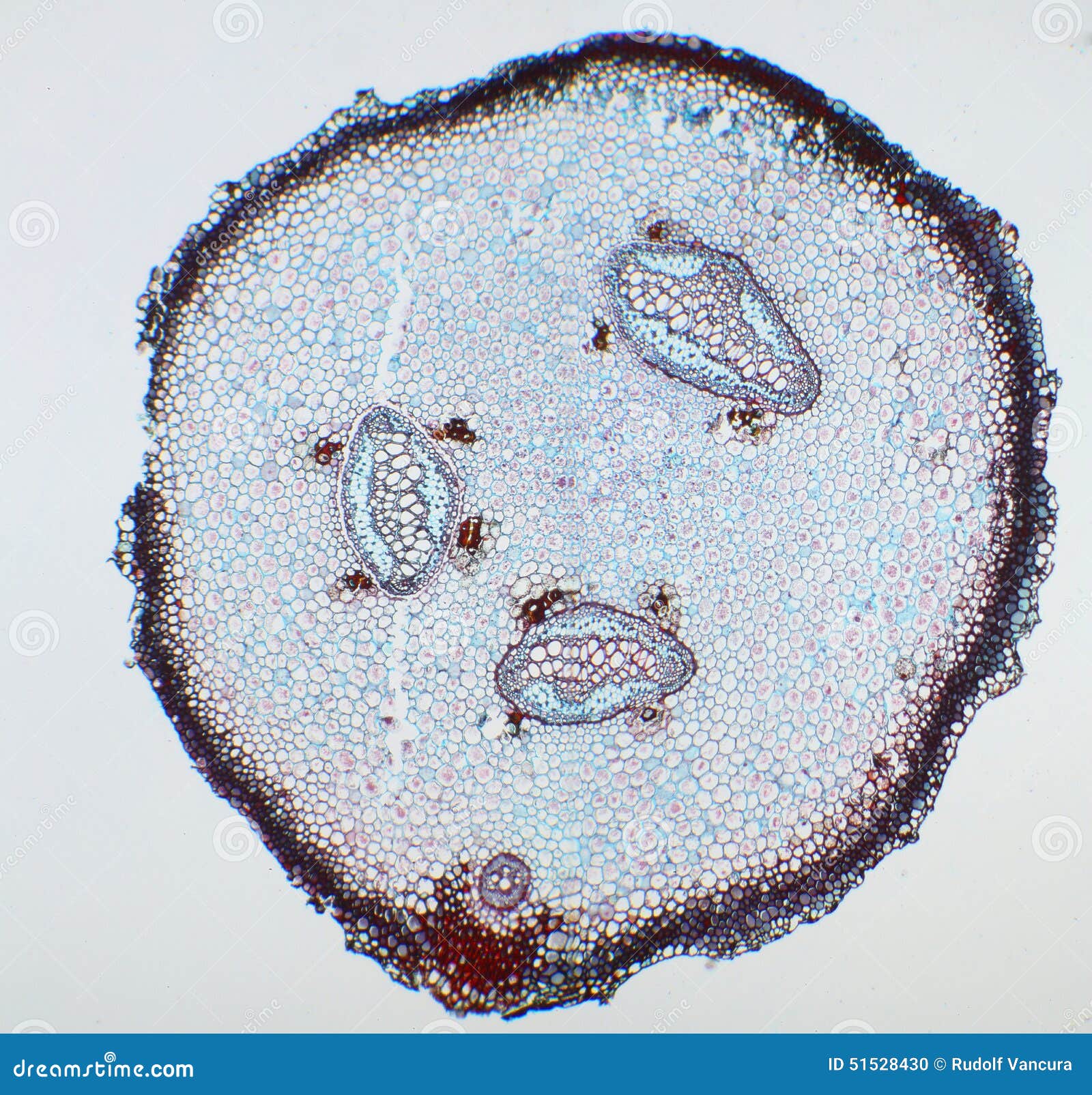 Fern Stem stock photo. Image of closeup, microscopic - 51528430