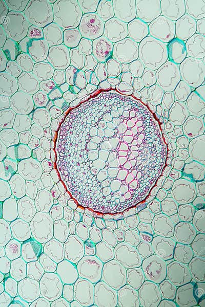 Fern Stems in Cross Section Stock Photo - Image of cover, ground: 195457668