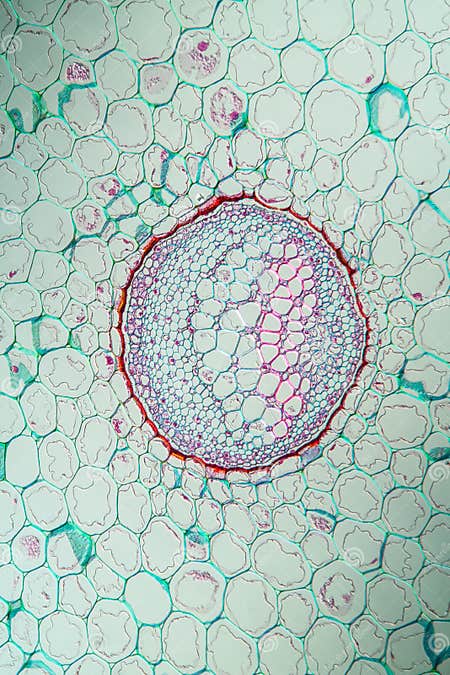 Fern Stems in Cross Section Stock Photo - Image of cover, ground: 195457668