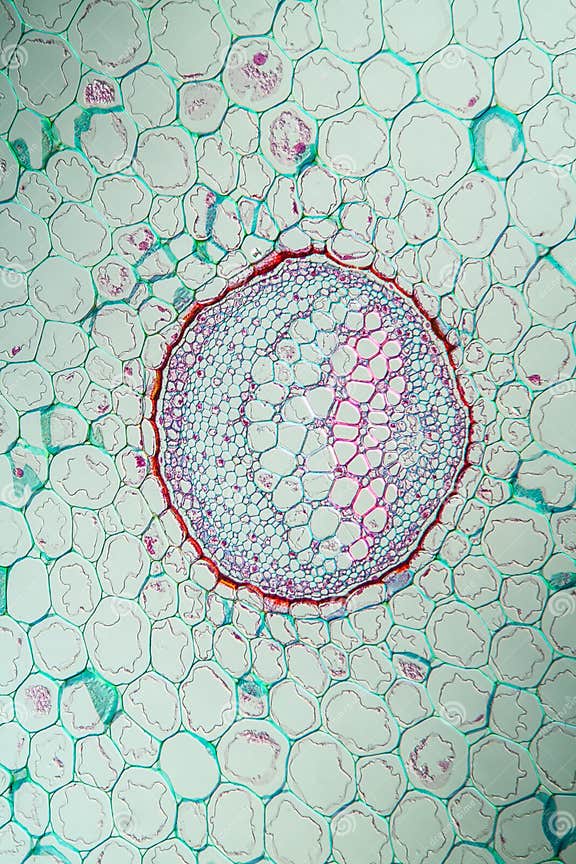 Fern Stems in Cross Section Stock Photo - Image of cover, ground: 195457668