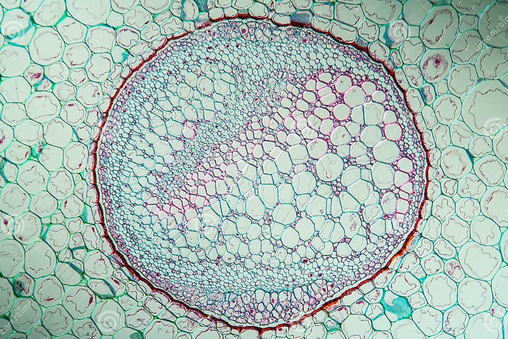 Fern Stems in Cross Section Stock Photo - Image of botany, 100x: 195457674