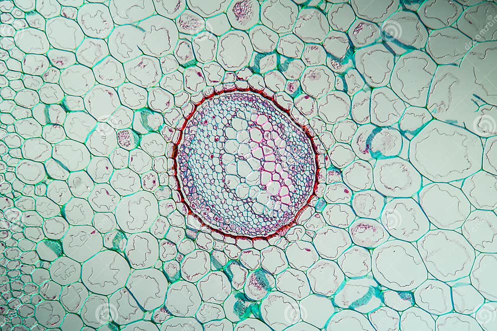 Fern Stems in Cross Section Stock Photo - Image of spore, bracken ...