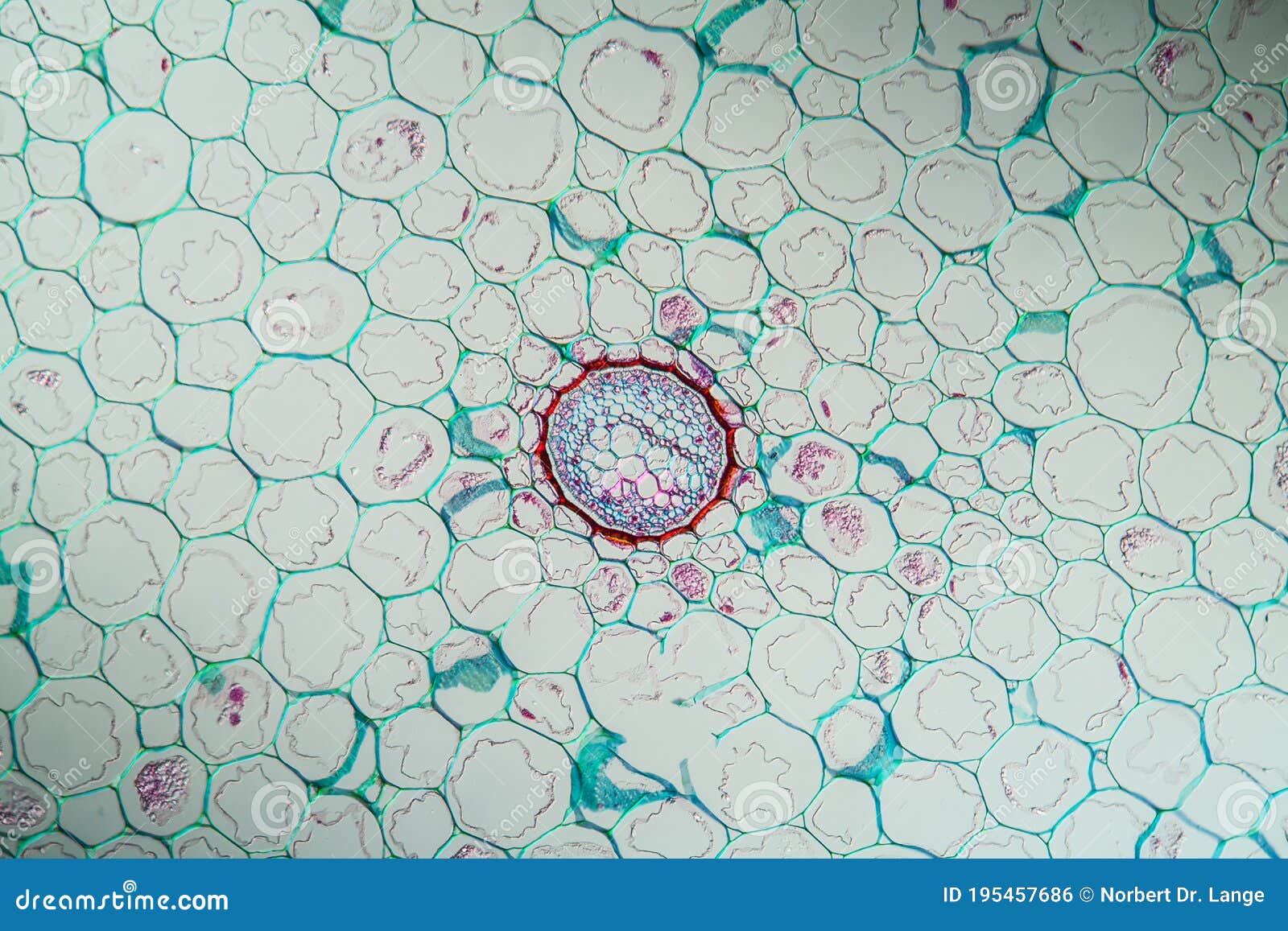 Fern Stems in Cross Section Stock Photo - Image of spores, forest ...