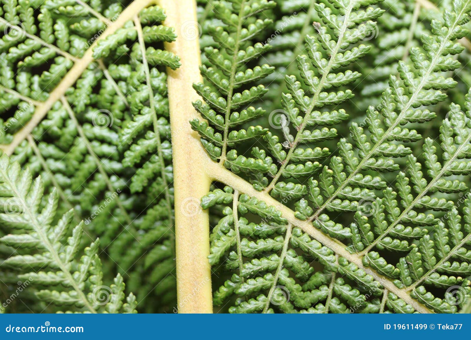 Fern Structure 1 Picture. Image: 19611499