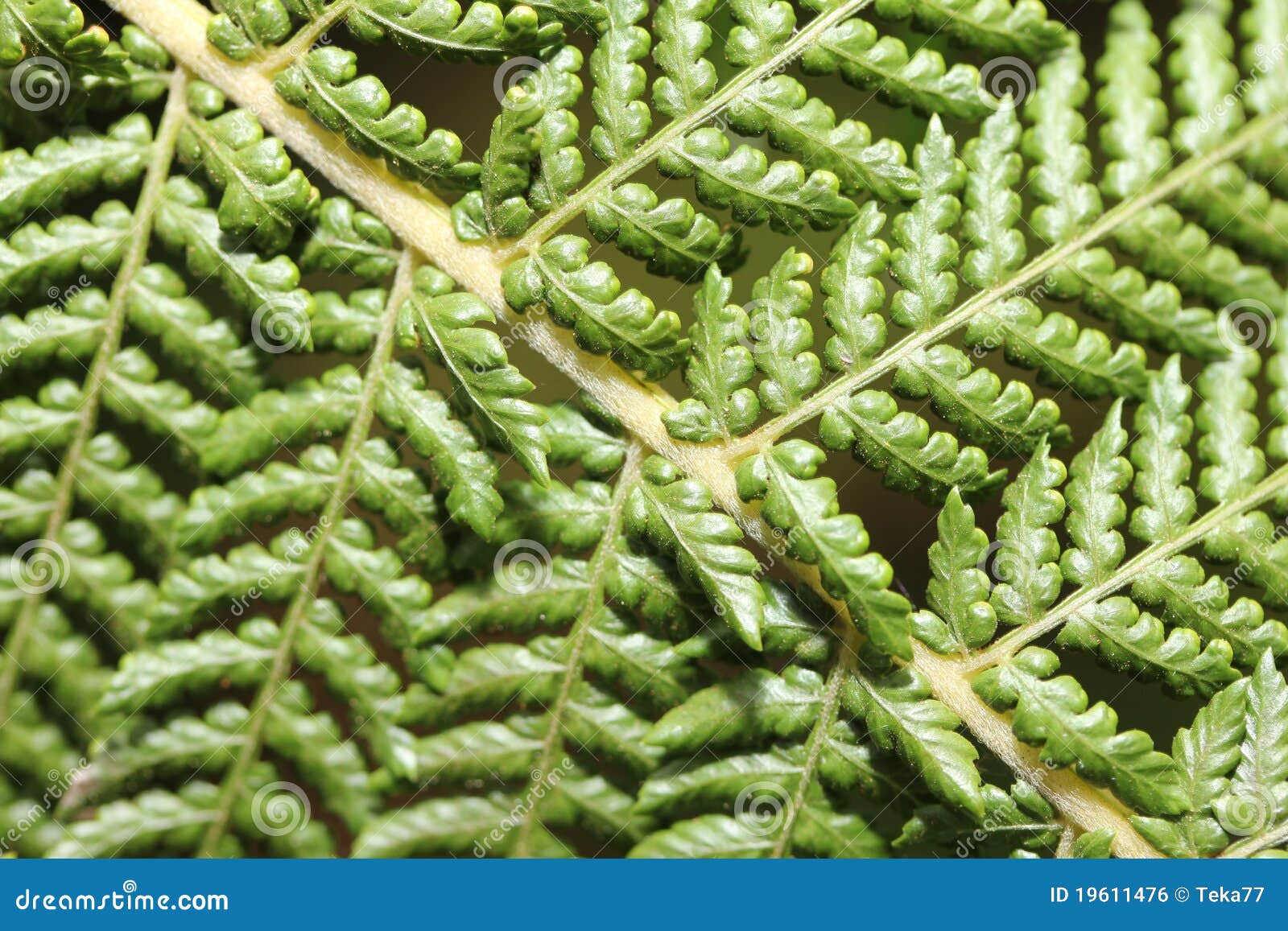 Fern structure 2 stock photo. Image of structure, nature - 19611476