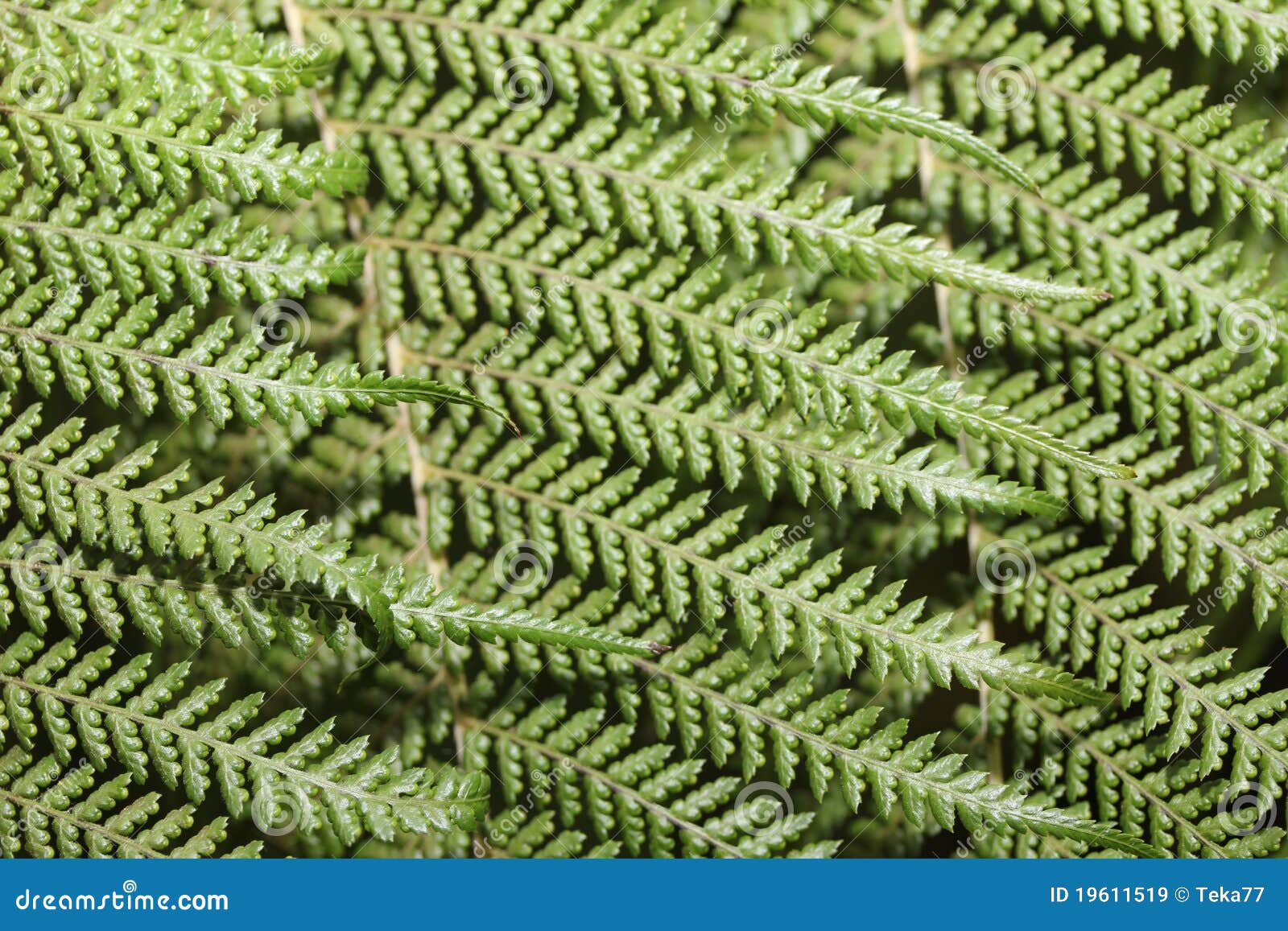 Fern structure 3 stock image. Image of garden, tree, green - 19611519