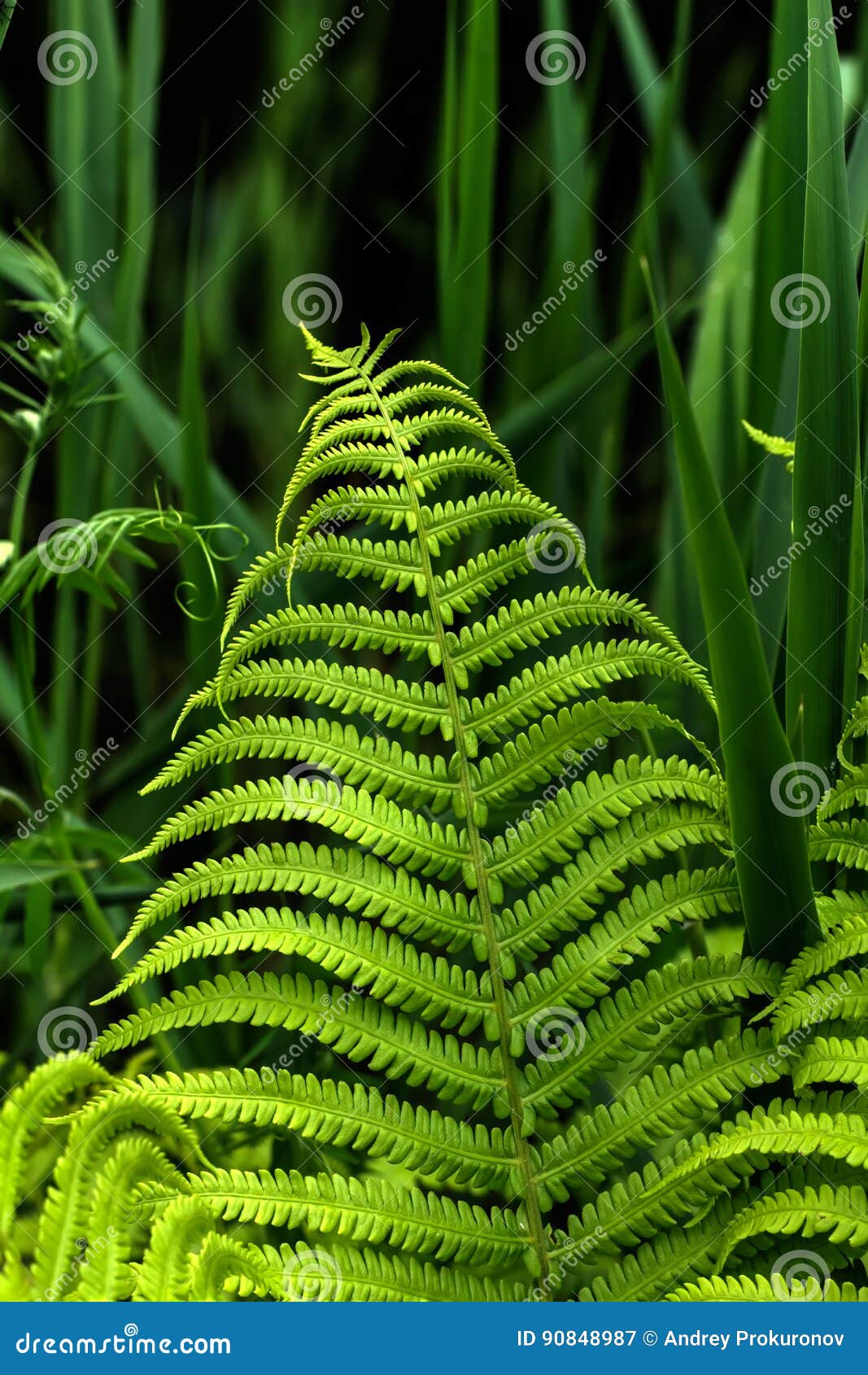 Fern. Summer forest. stock image. Image of climate, nature - 90848987