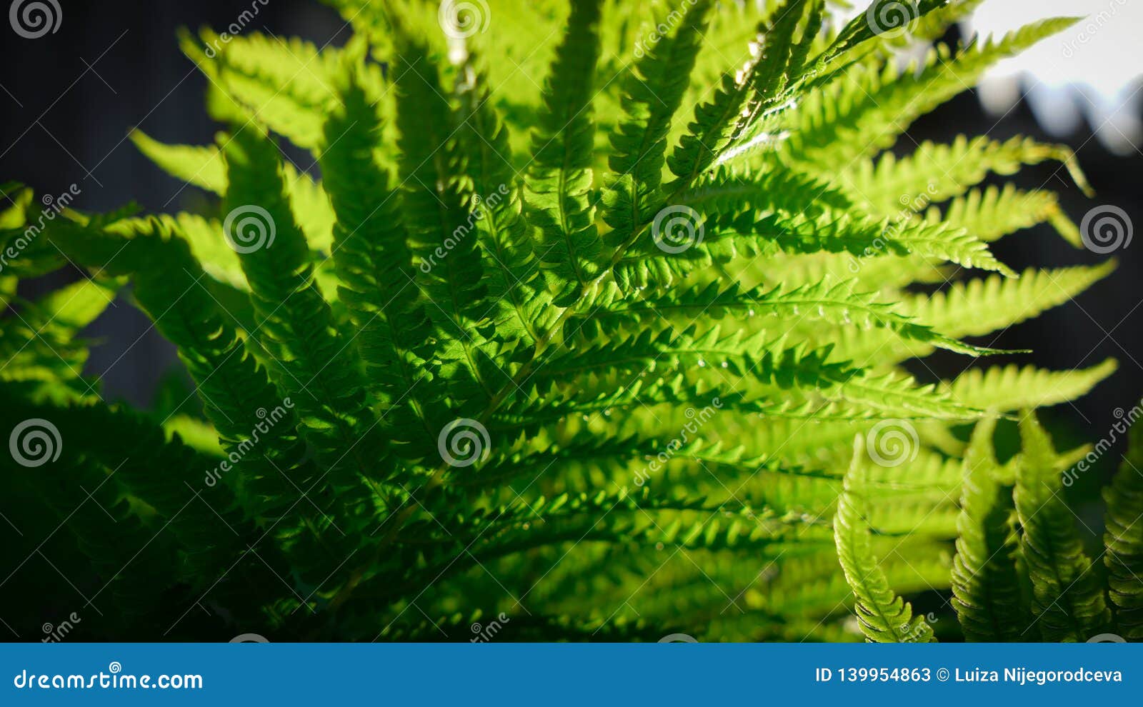 Fern in the spring sun stock image. Image of beautiful - 139954863