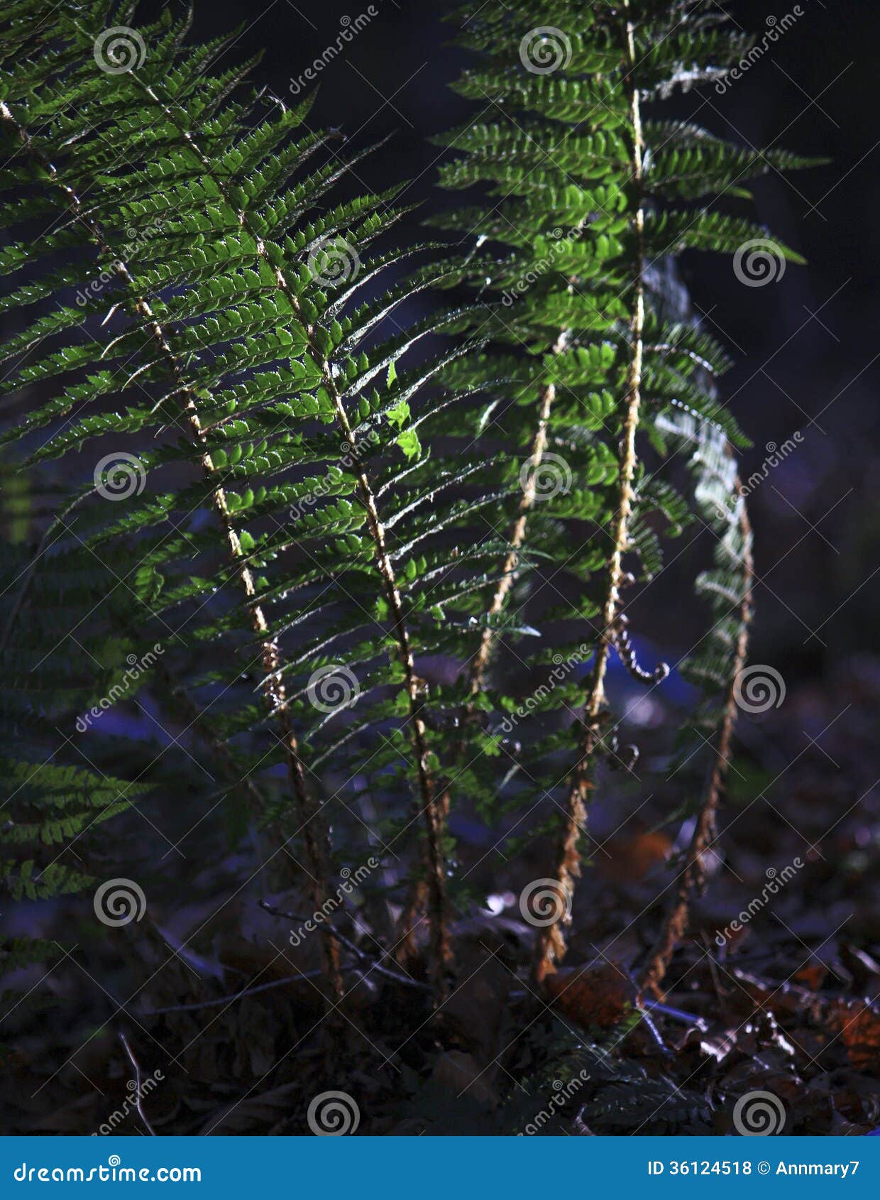 Fern in sun stock photo. Image of leaves, fernery, details - 36124518