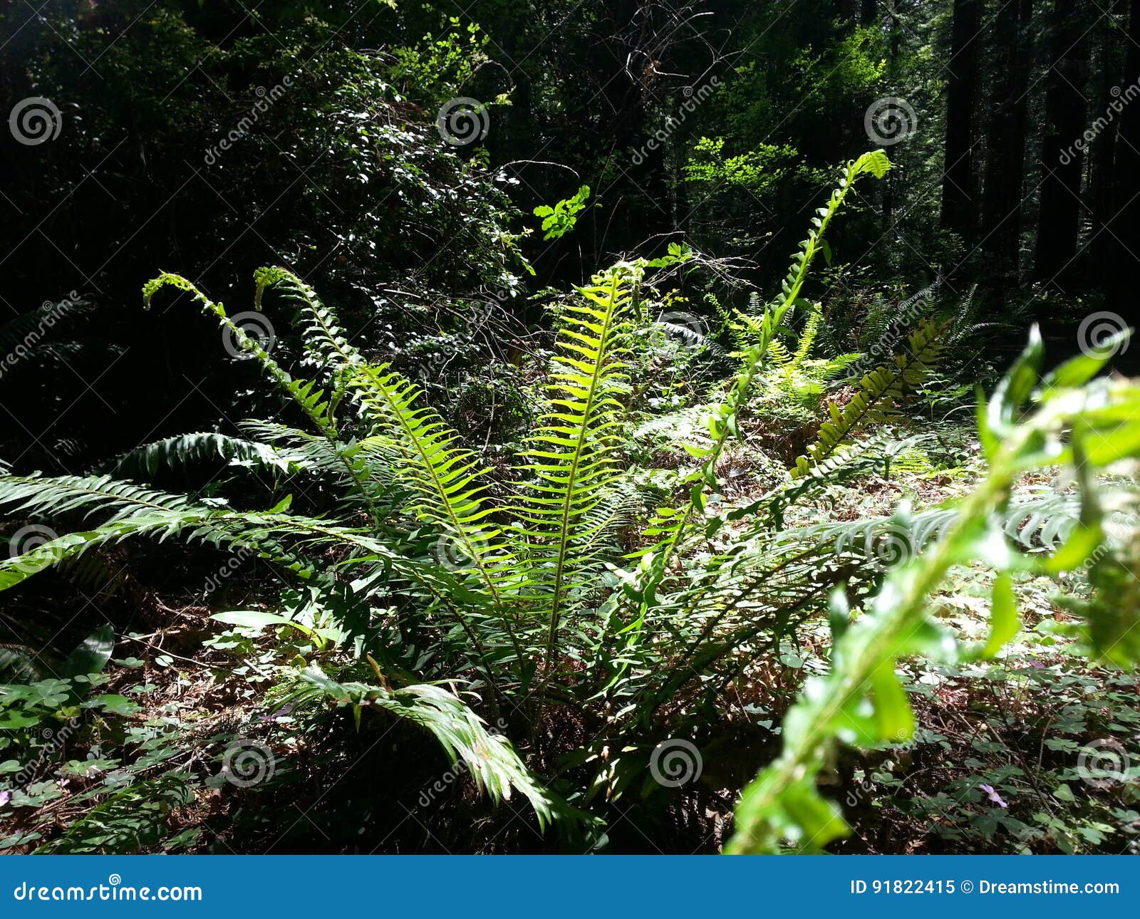 Fern in the Sun stock image. Image of fern, northwest - 91822415