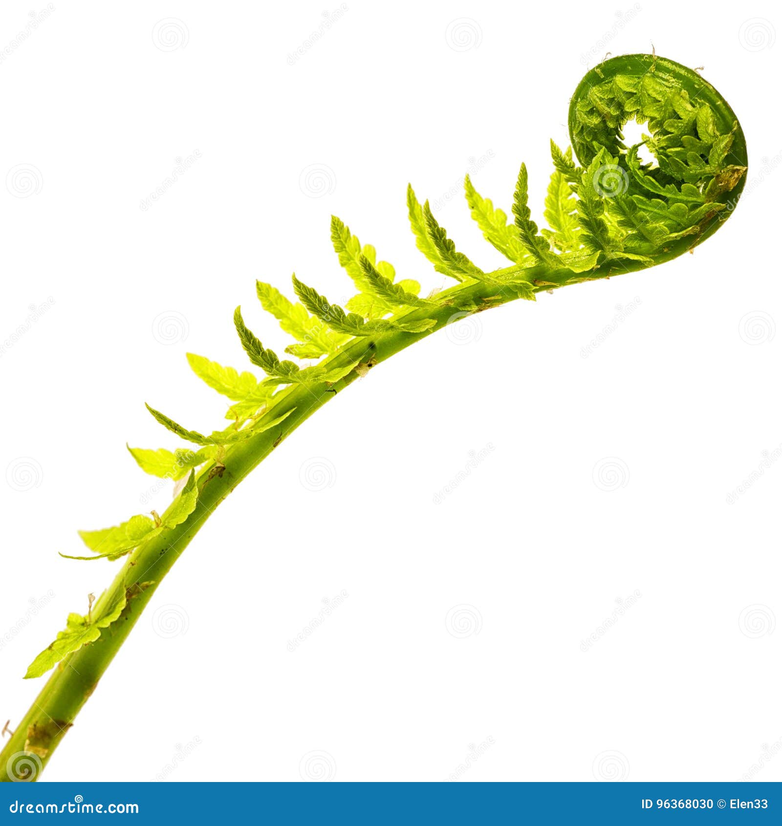 Fern stock photo. Image of close, food, bright, pattern - 96368030