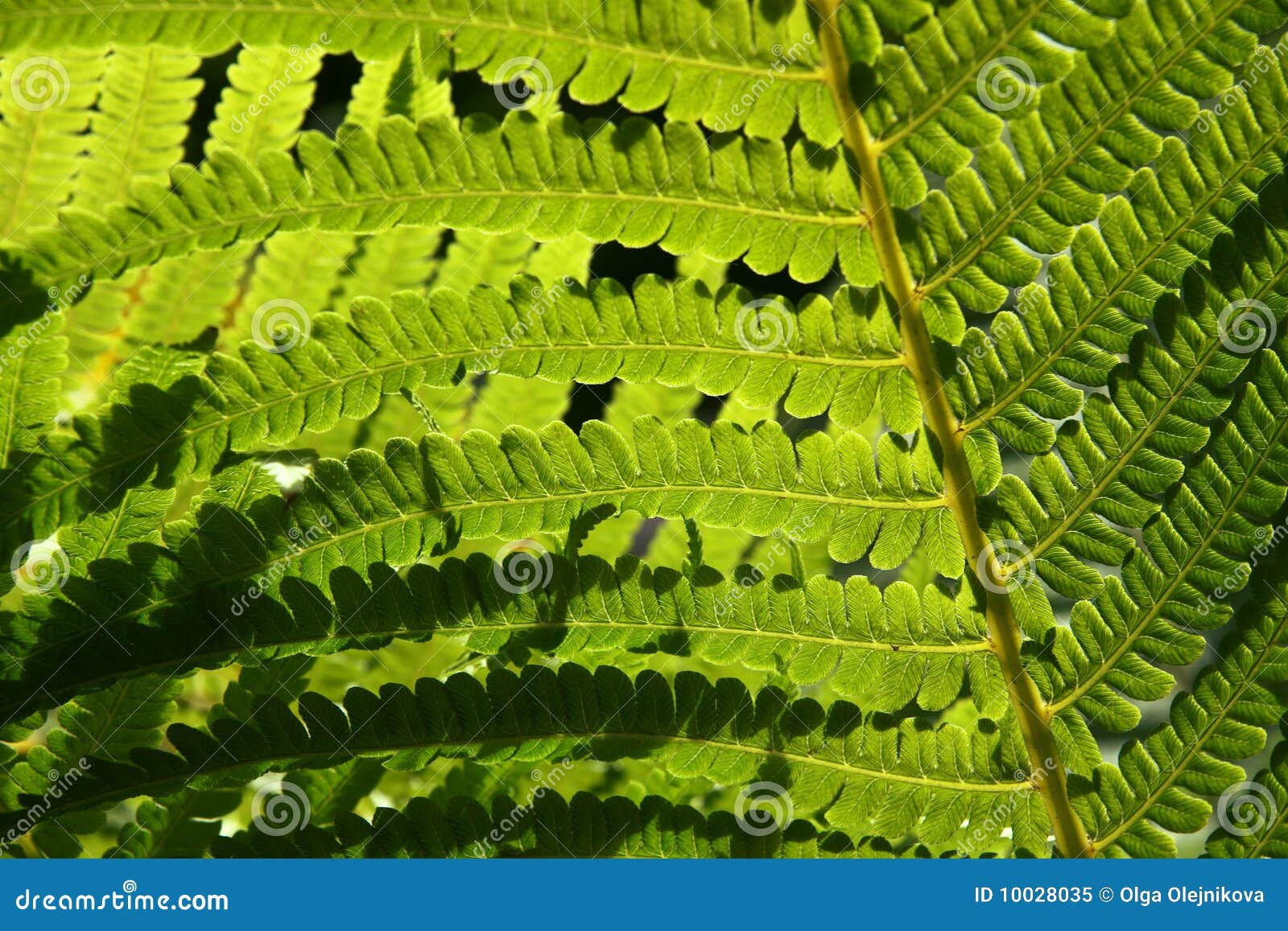 Fern texture stock image. Image of spore, nature, bracken - 10028035