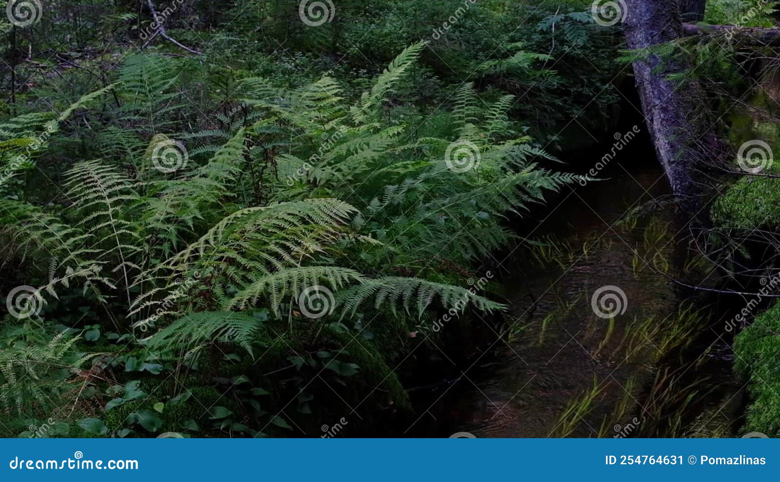 Fern Thickets on the Bank of a Forest Stream with Algae Stock Video ...