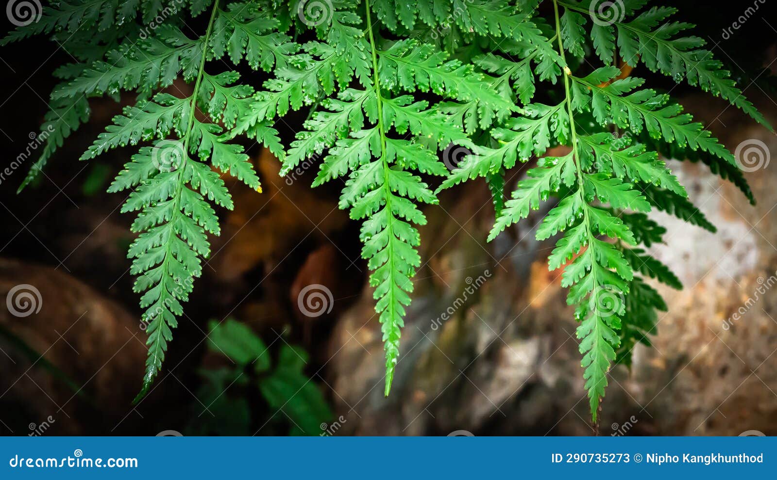 Fern, Three Leaves, Green, Beautiful. Stock Image - Image of evergreen ...