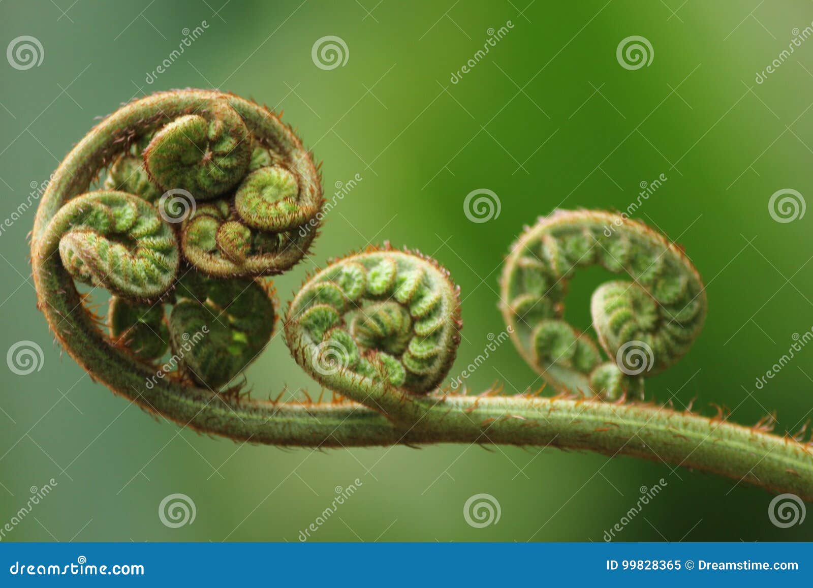 Fern stock image. Image of born, fern, circle, twig, bokeh - 99828365