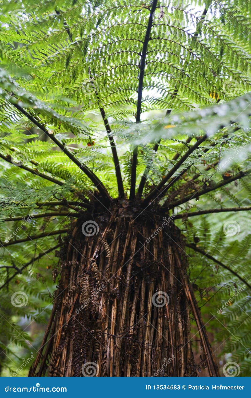 Fern tree stock image. Image of national, lush, tree - 13534683