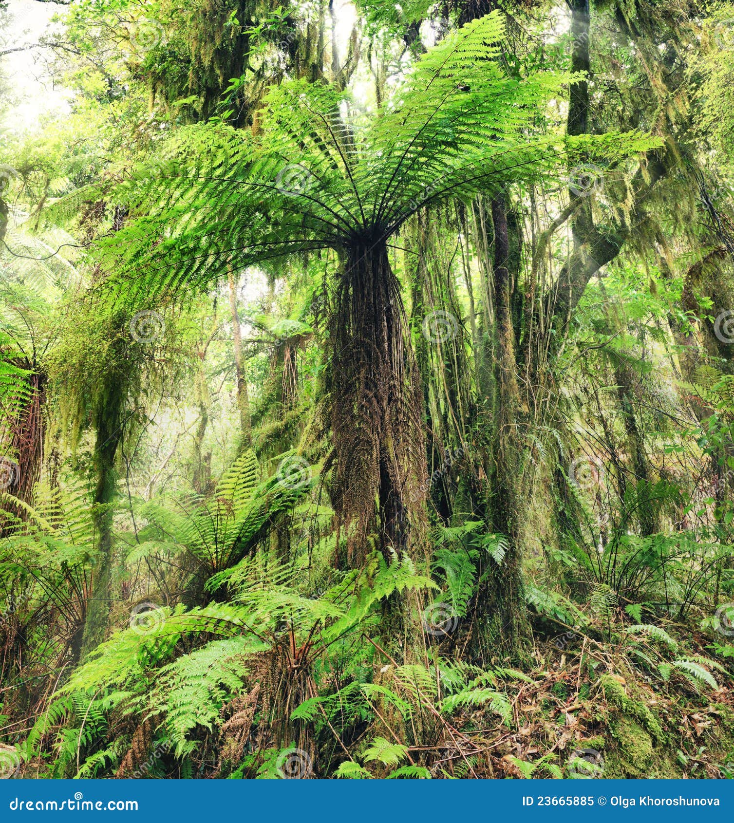 Fern tree stock image. Image of cyatheales, detail, magic - 23665885