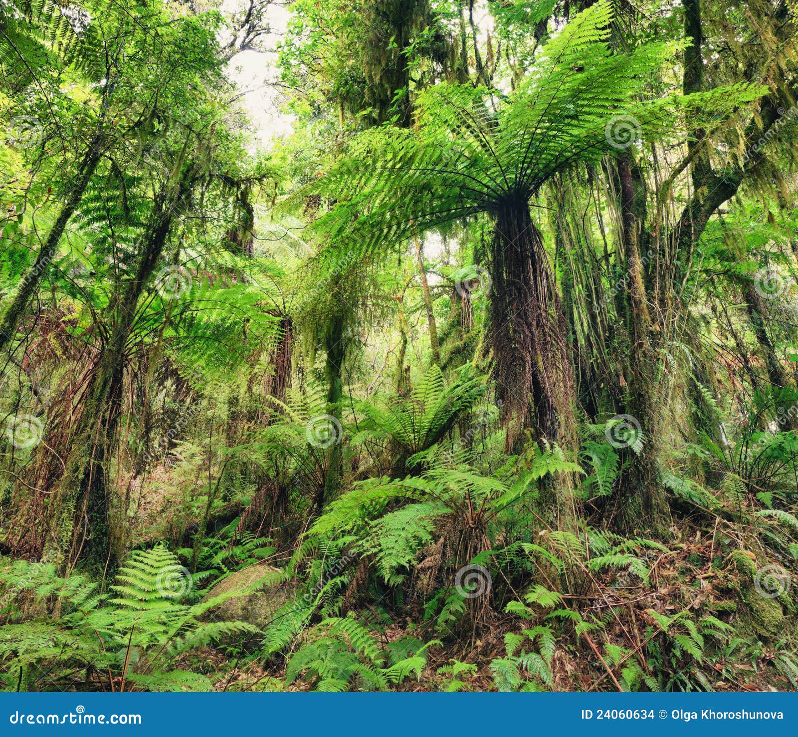 This Fern Tree Grows In The Middle Of The Forest, Very Beautiful ...