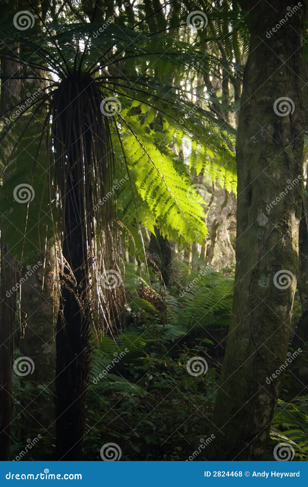 Fern Tree stock photo. Image of dealbata, forest, ponga - 2824468