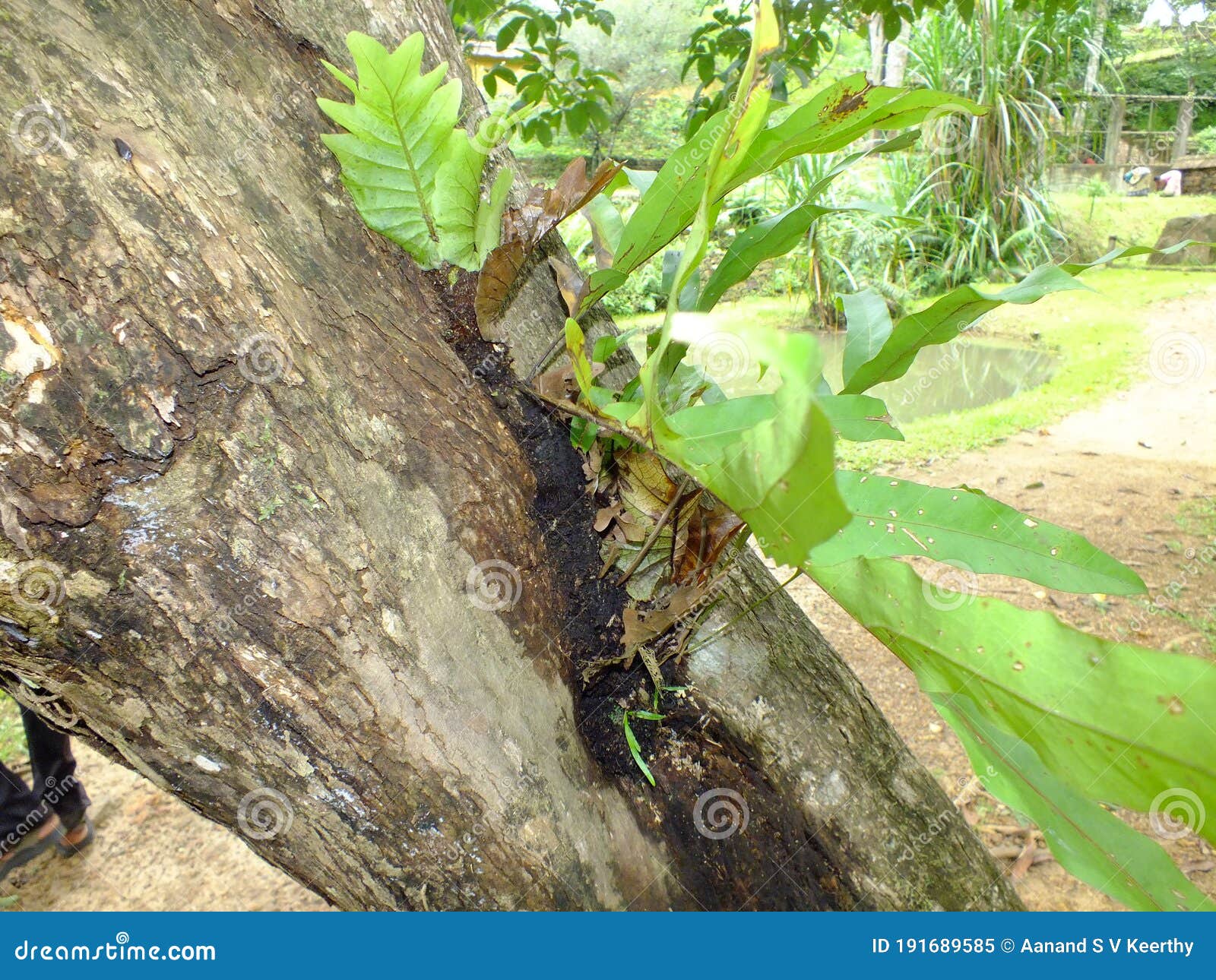 Fern in tree bark stock image. Image of environment - 191689585