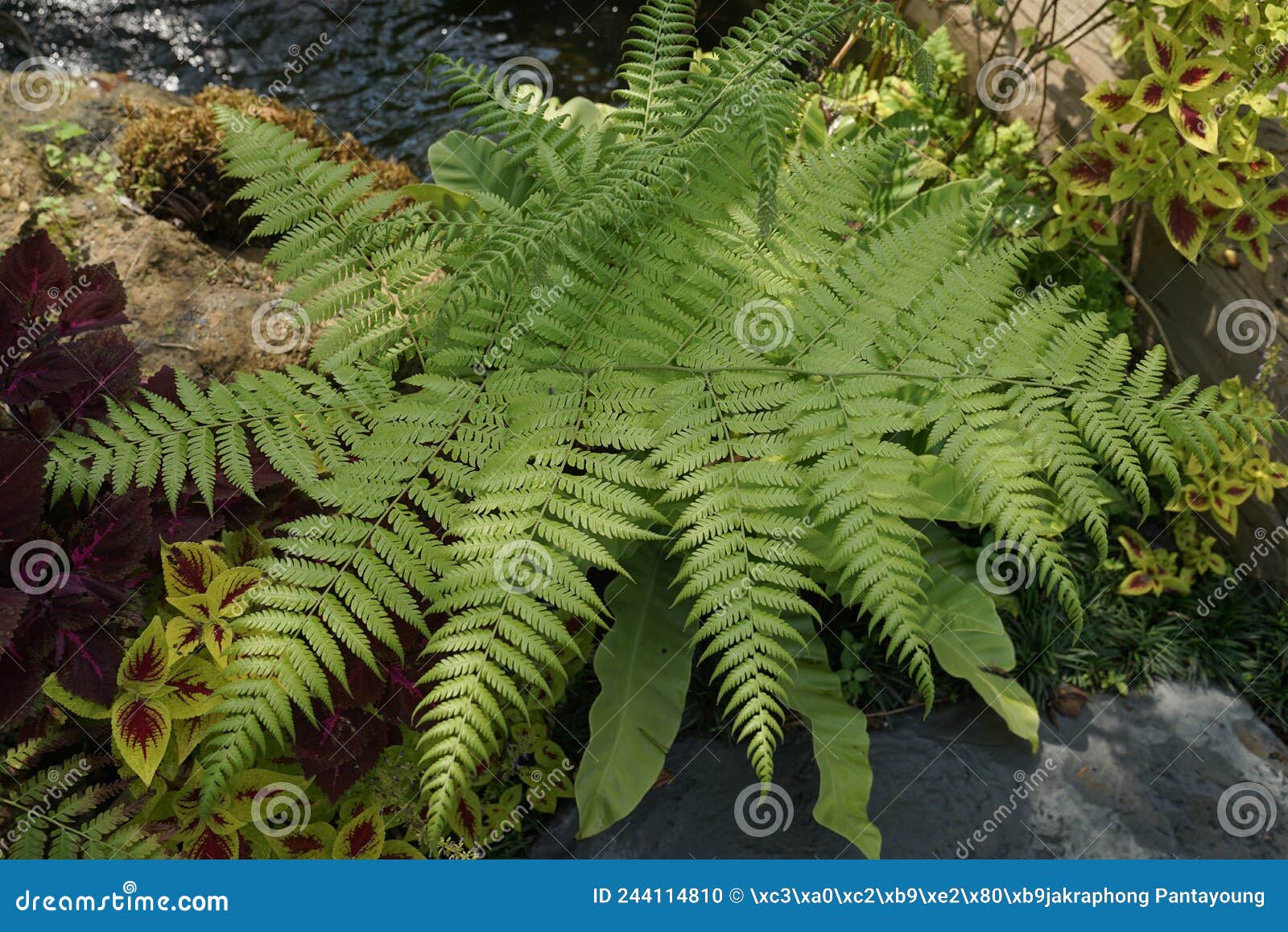 Fern tree in the garden stock photo. Image of plant - 244114810