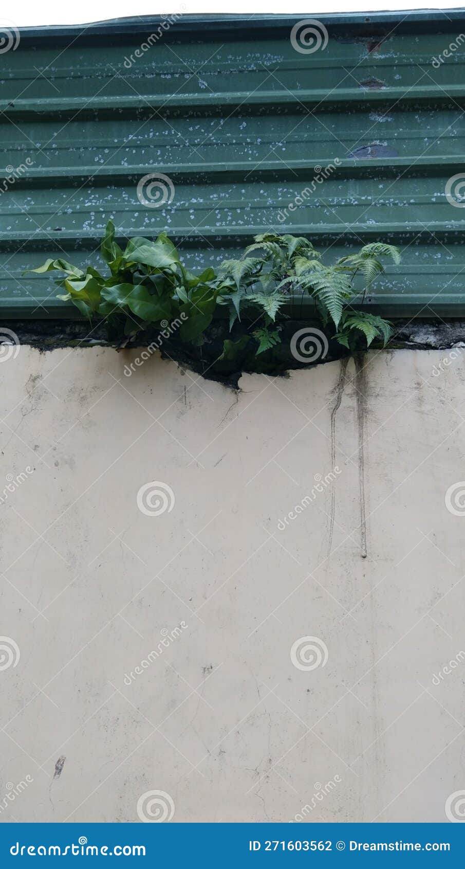 A Fern Tree Grew Over the Wall of the Fence Stock Photo - Image of ...