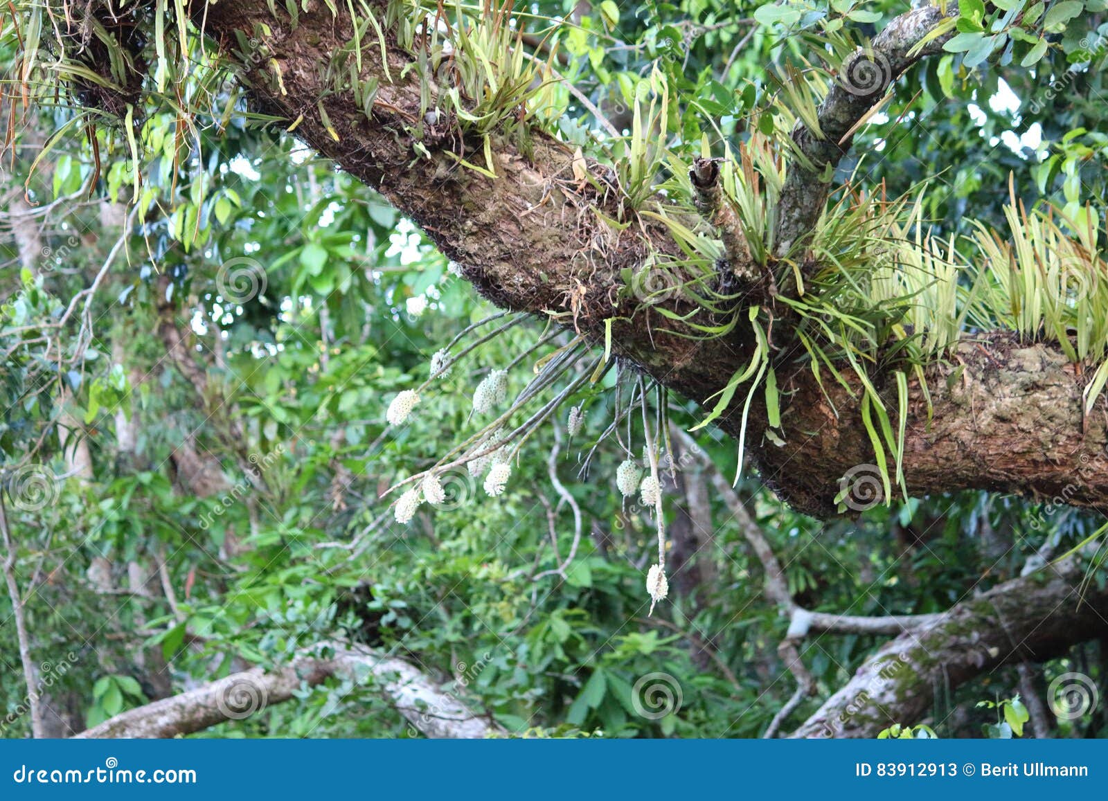 Fern on a tree stock image. Image of white, branch, fern - 83912913