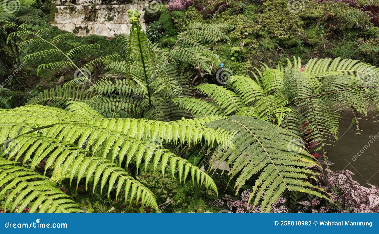 This Fern Tree Grows in the Middle of the Forest, Very Beautiful ...