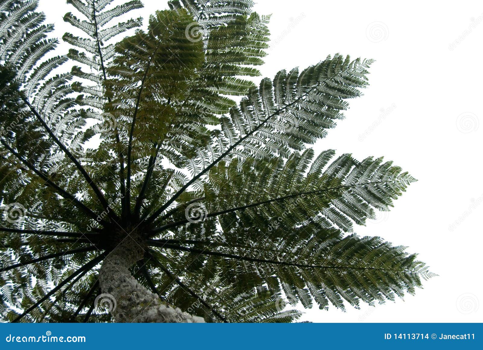 Fern tree leaves stock photo. Image of nature, leaves - 14113714